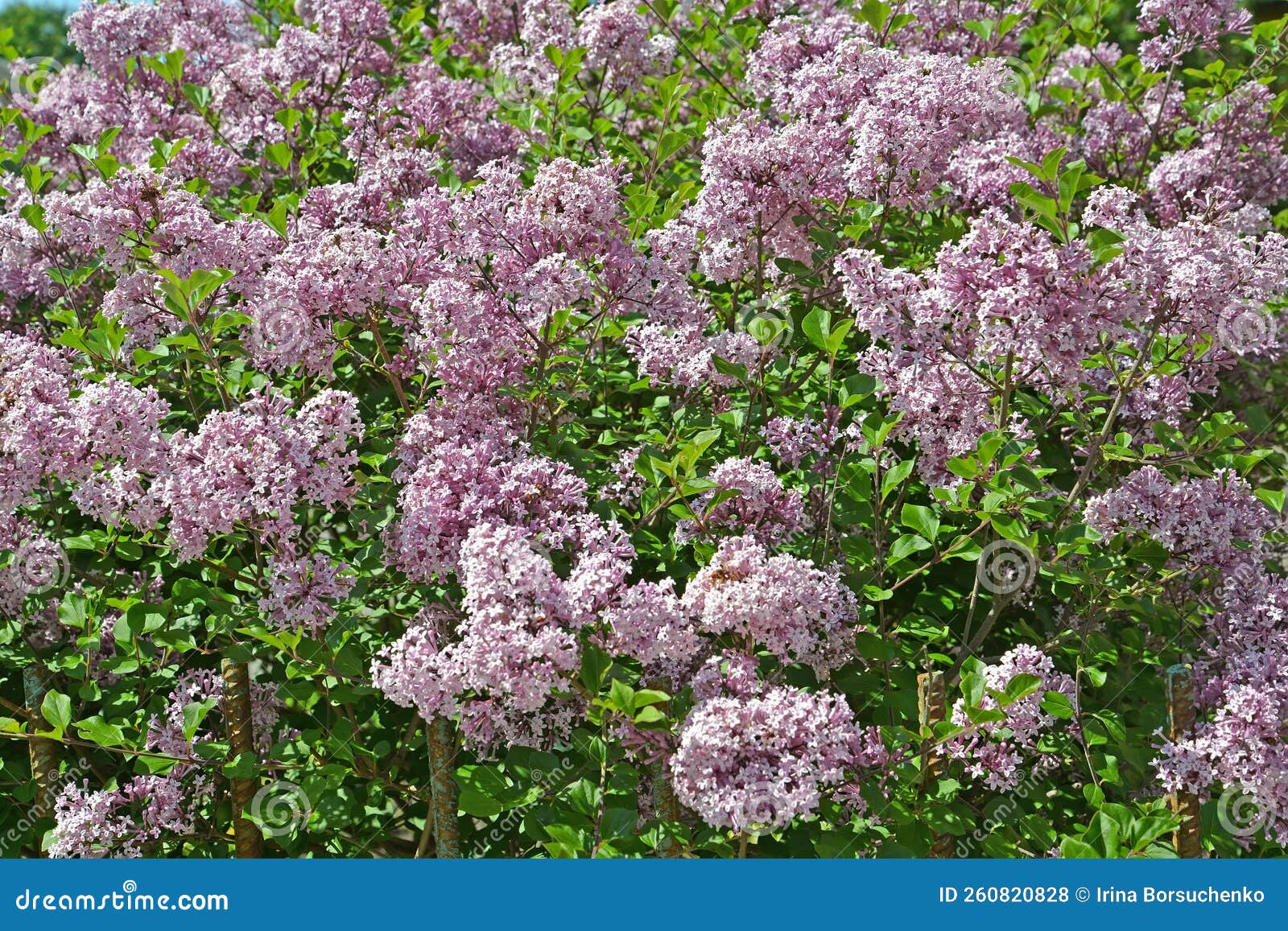 Superba Lilac Flowering Syringa Microphylla Superba Stock Photo - Image ...