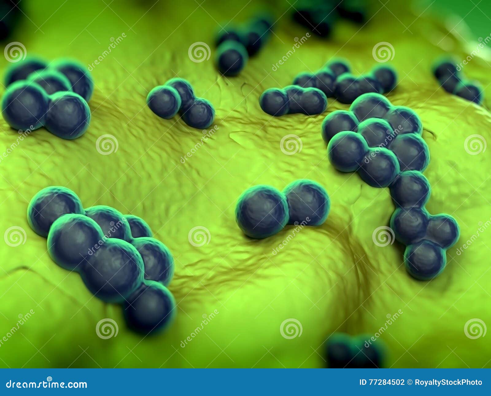 Superbug bacteria stock illustration. Illustration of dividing - 77284502