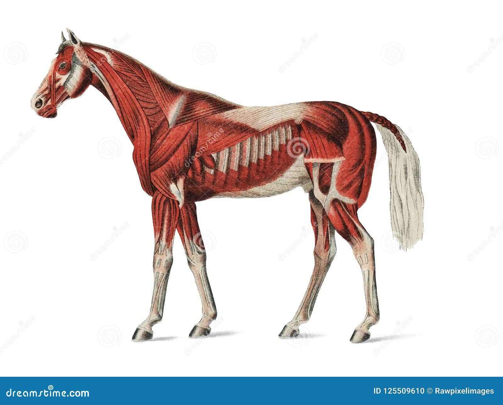 Superficial Layer of Muscles by an Unknown Artist 1904, a Medical ... Superficial Layer of Muscles by an Unknown Artist 1904, a Medical ...
