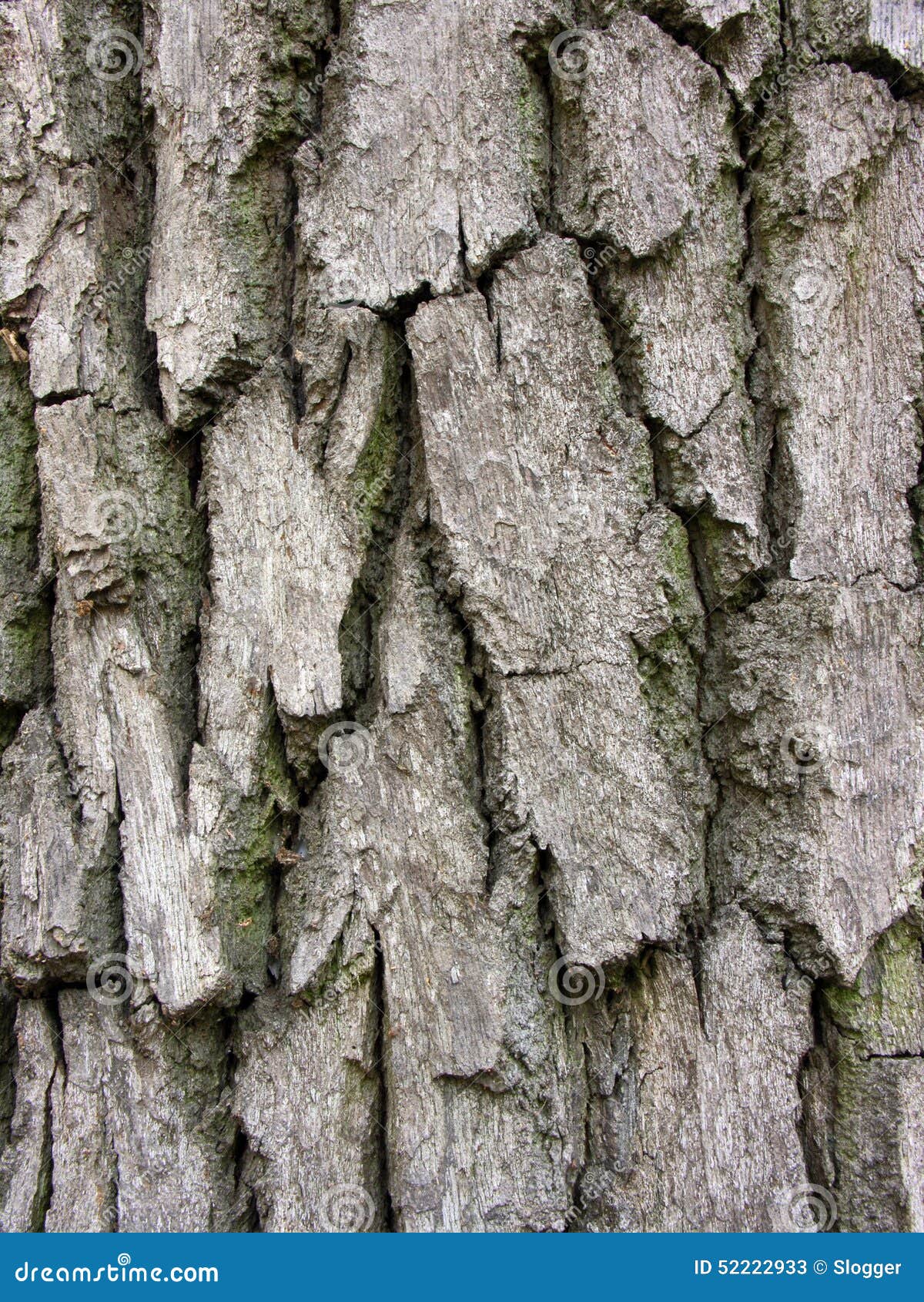 Superficie De La Corteza Del Roble Imagen de archivo - Imagen de roble ...
