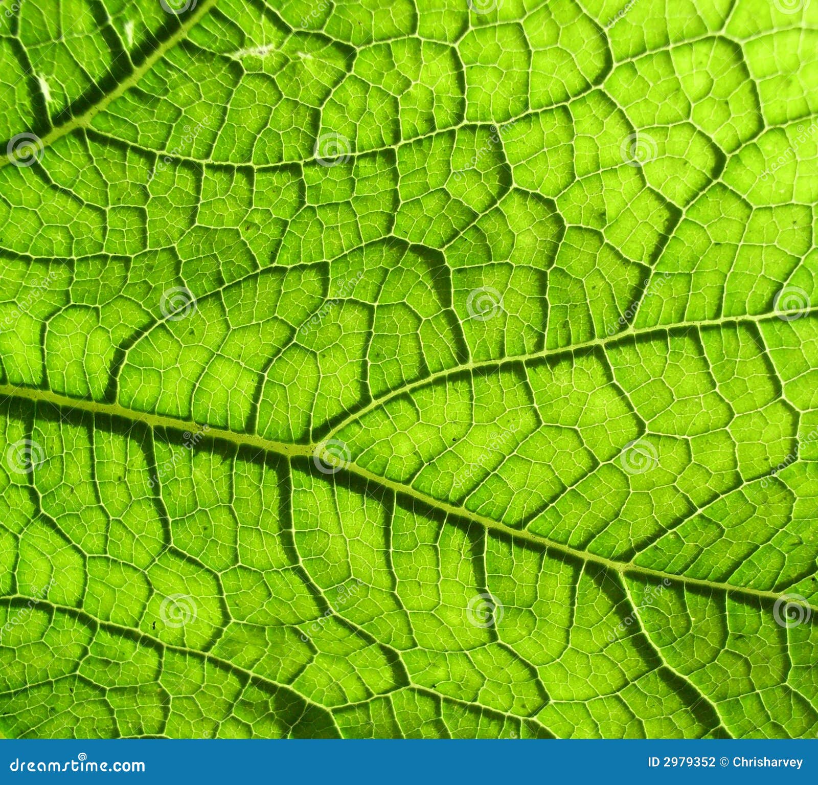 Superficie Inferior De Una Hoja Verde Foto de archivo - Imagen de cubo ...