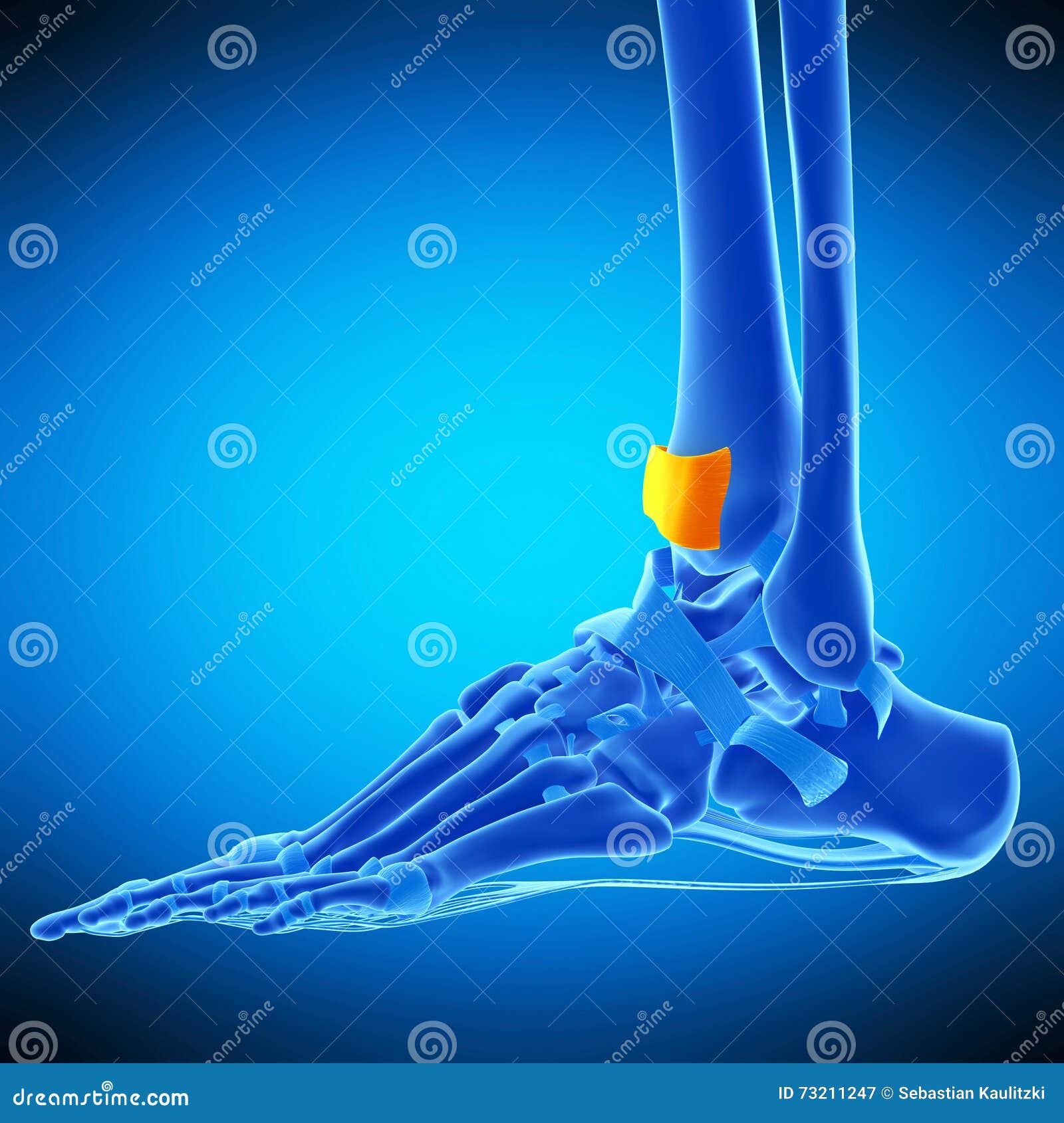 The Superior Extensor Retinaculum Stock Illustration - Illustration of ...