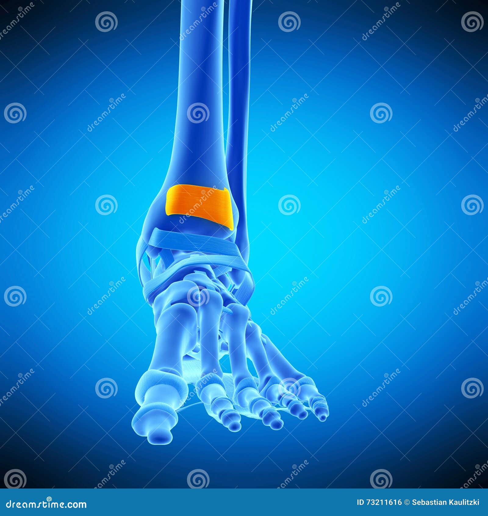 The Superior Extensor Retinaculum Stock Illustration - Illustration of ...