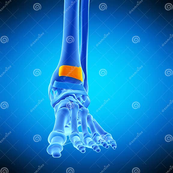 The Superior Extensor Retinaculum Stock Illustration - Illustration of ...