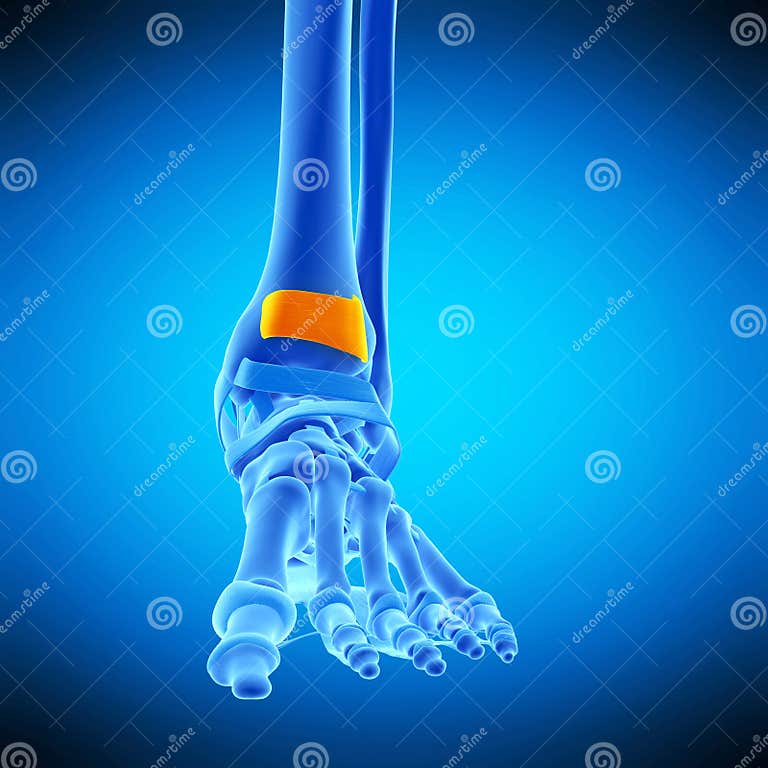 The Superior Extensor Retinaculum Stock Illustration - Illustration of ...