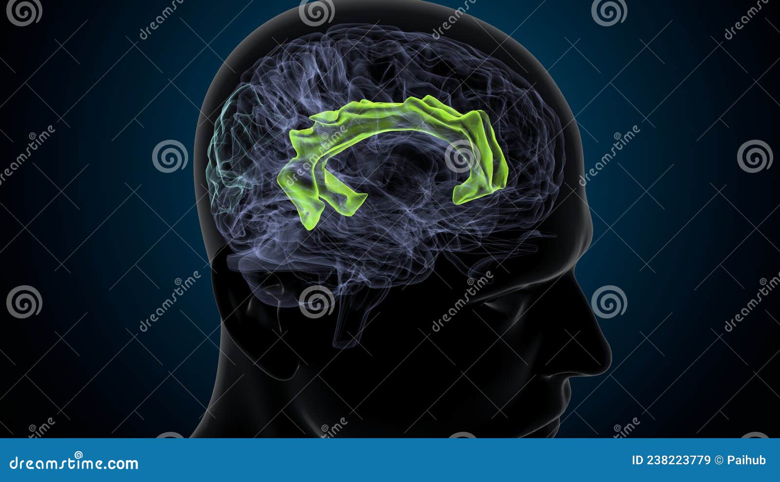 3d Illustration of Human Brain Superior Frontal Gurus Anatomy. Stock ...