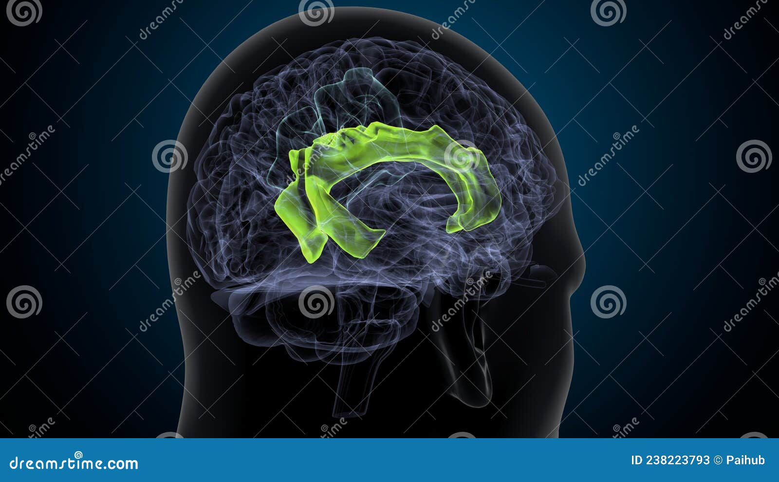 3d Illustration Of Human Brain Superior Frontal Gurus Anatomy. Royalty ...