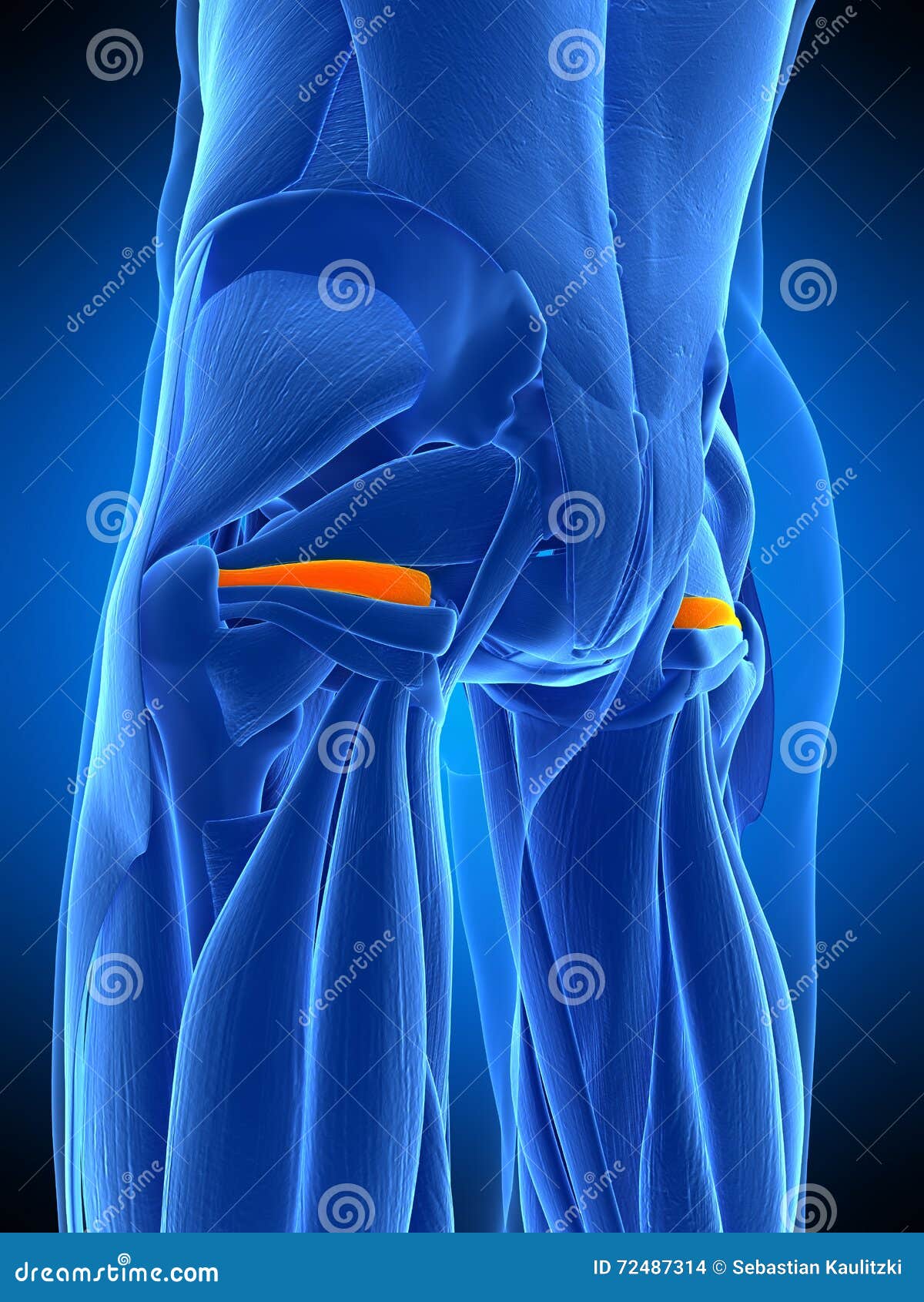 The superior gemellus stock illustration. Illustration of body - 72487314