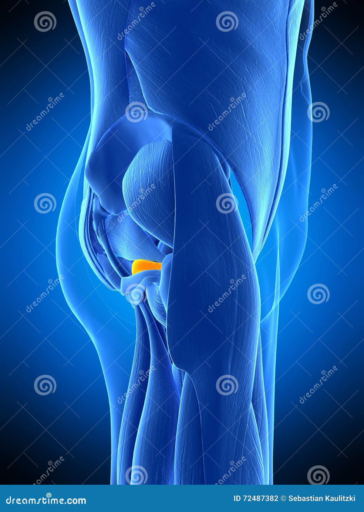The superior gemellus stock illustration. Illustration of graphic ...