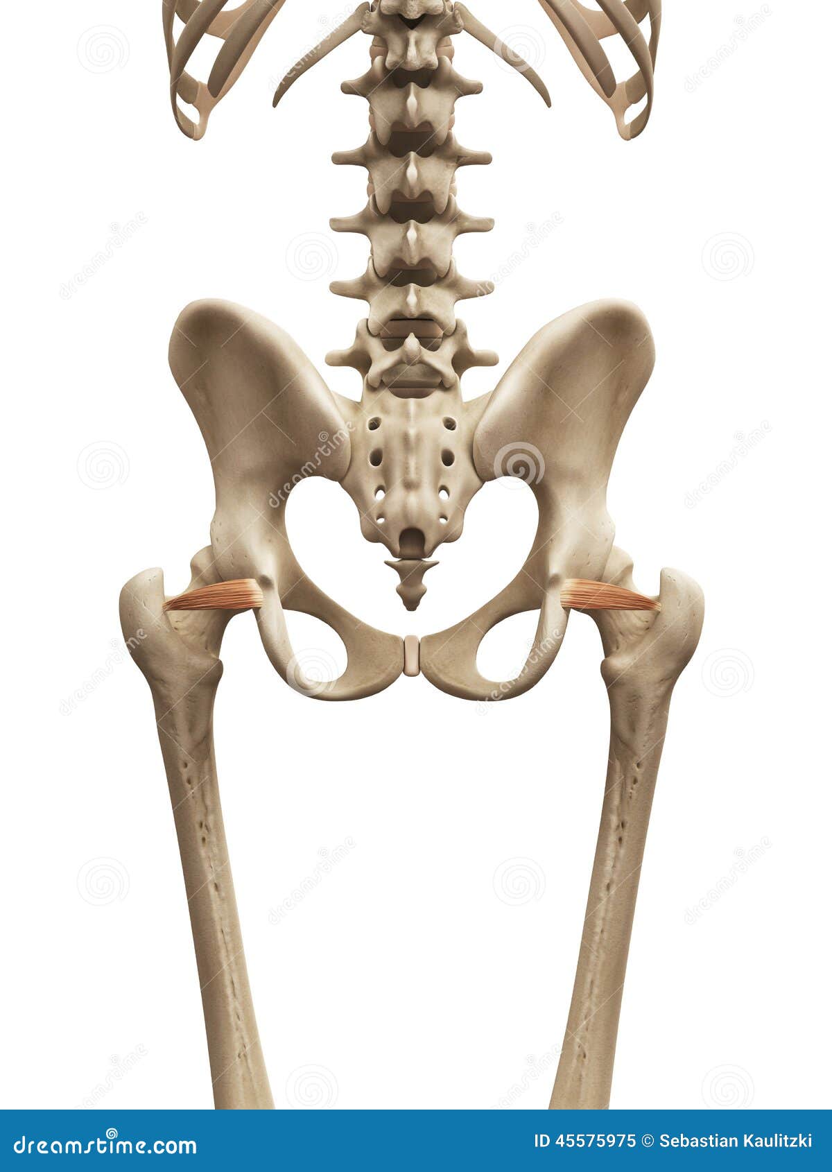 The superior gemellus stock illustration. Illustration of gemellus ...