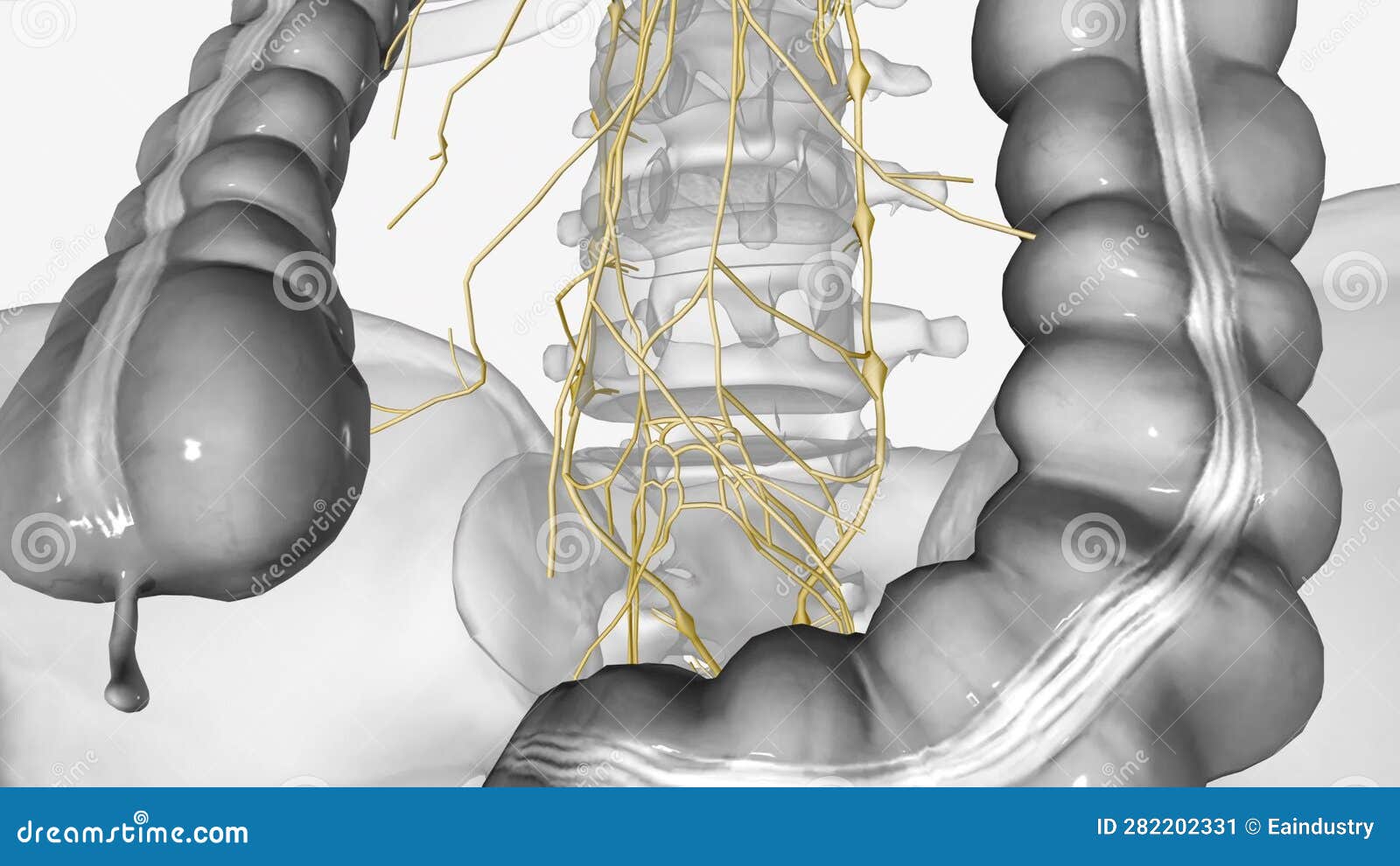 Hypogastric Cartoons, Illustrations & Vector Stock Images - 12 Pictures ...