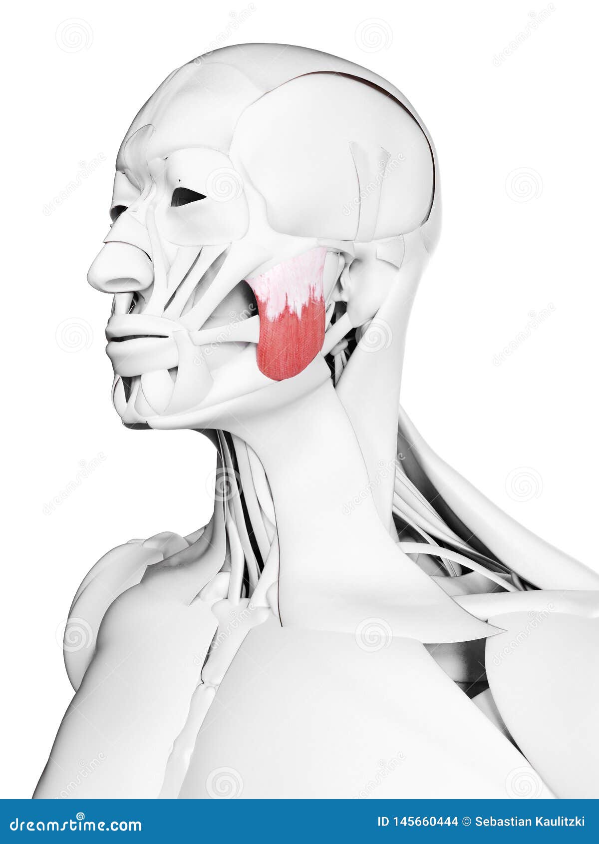 3d Illustration Of The Superior And Inferior Gemellus Muscles On Xray ...