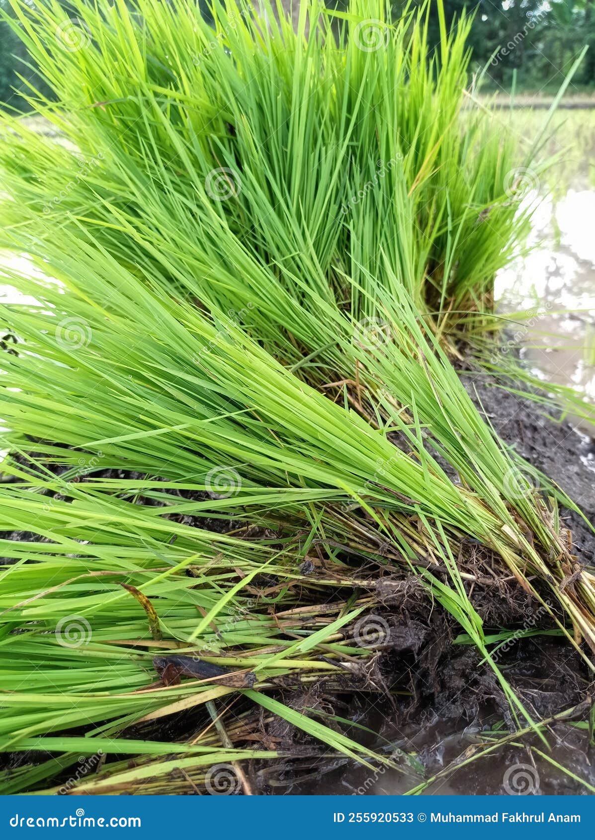 Superior Rice Seeds that are Ready To Be Planted in the Fields by ...