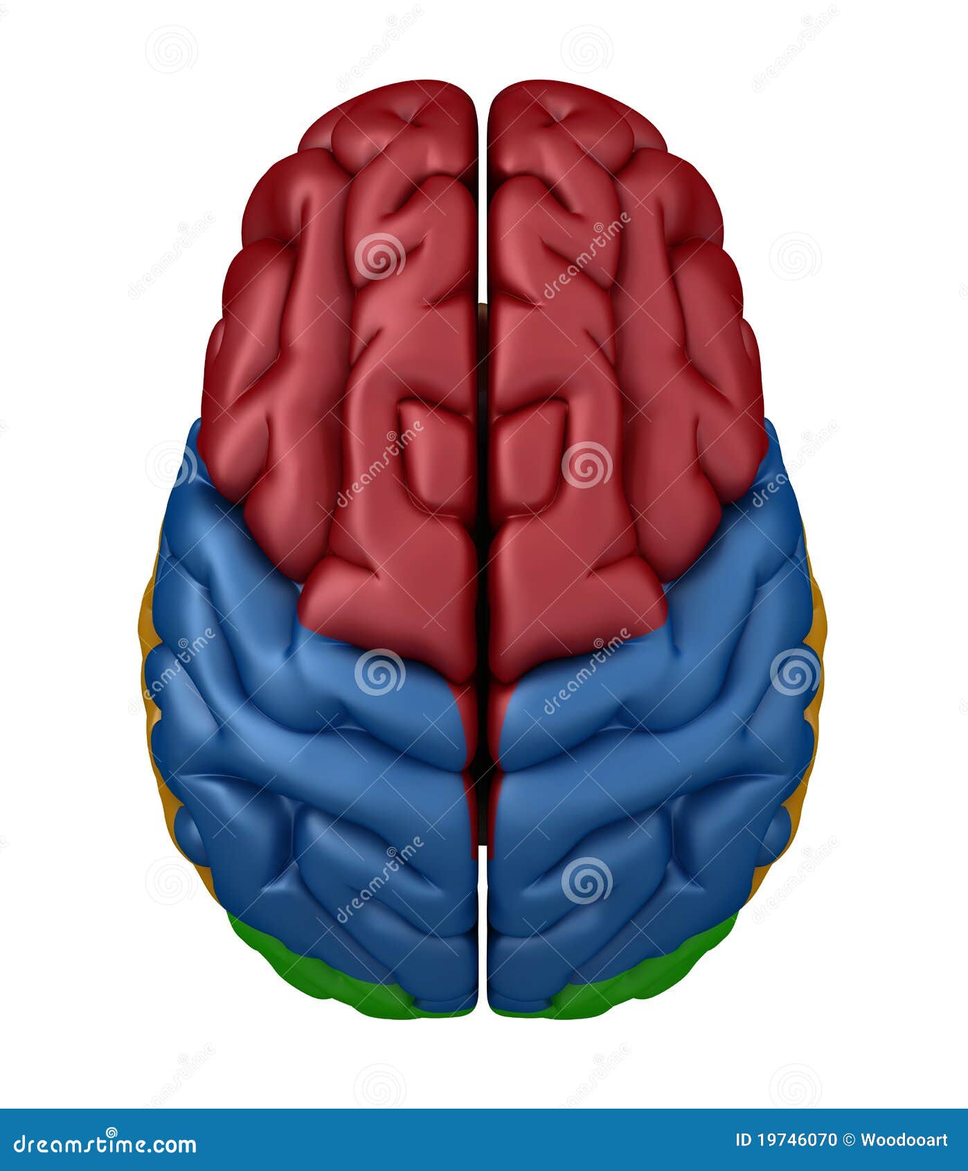 Superior View Of The Brain Stock Photo - Image: 19746070