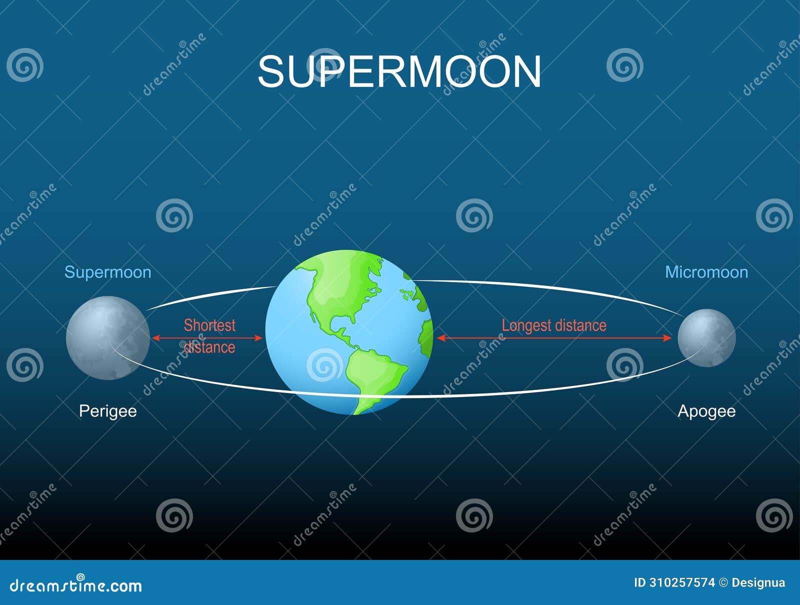 Supermoon, Micromoon, Apogee, Perigee. Lunar Cycle Stock Vector ...