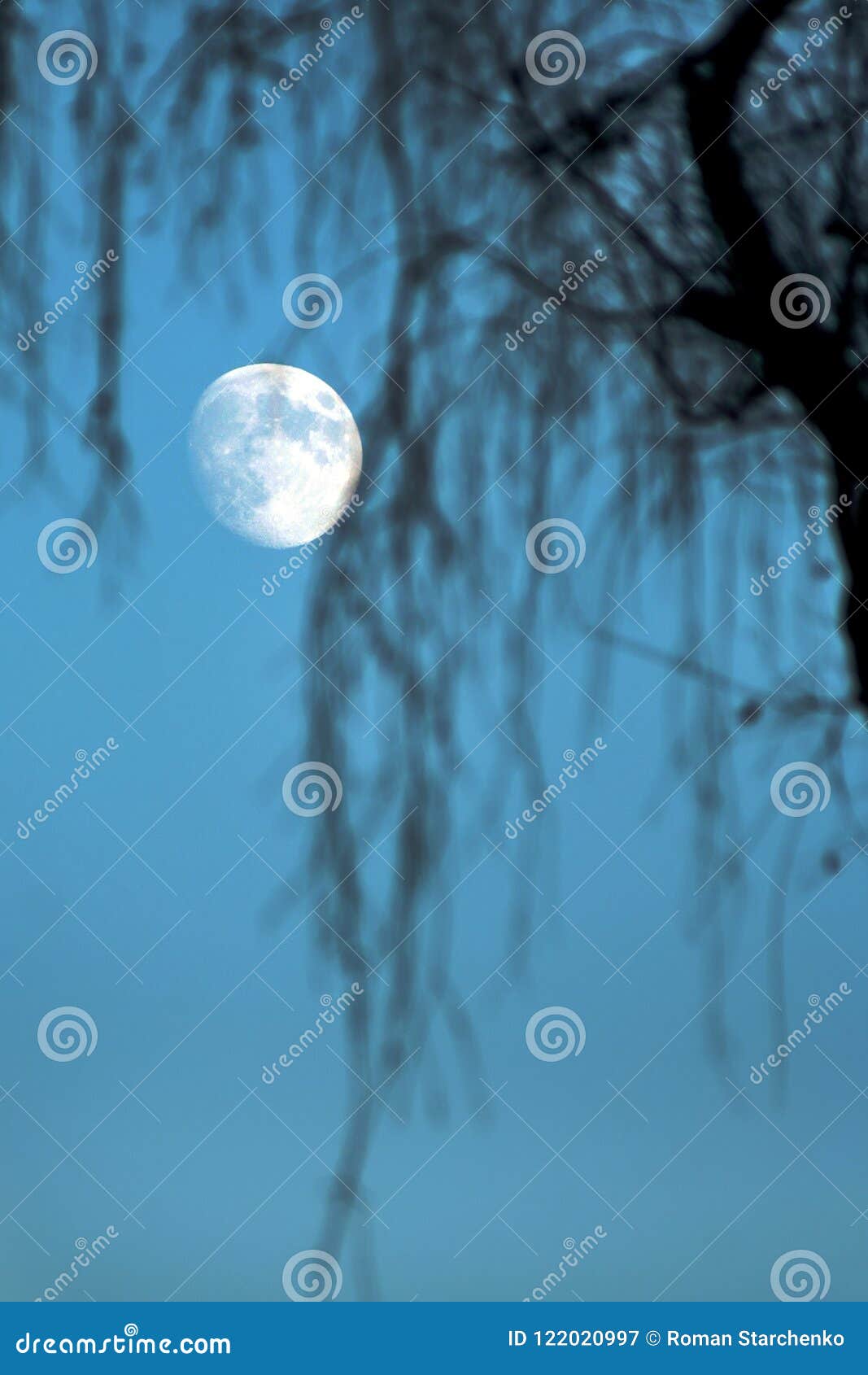 A Full Moon on the Sky is Viewed through Blurred Branches of the Tree ...
