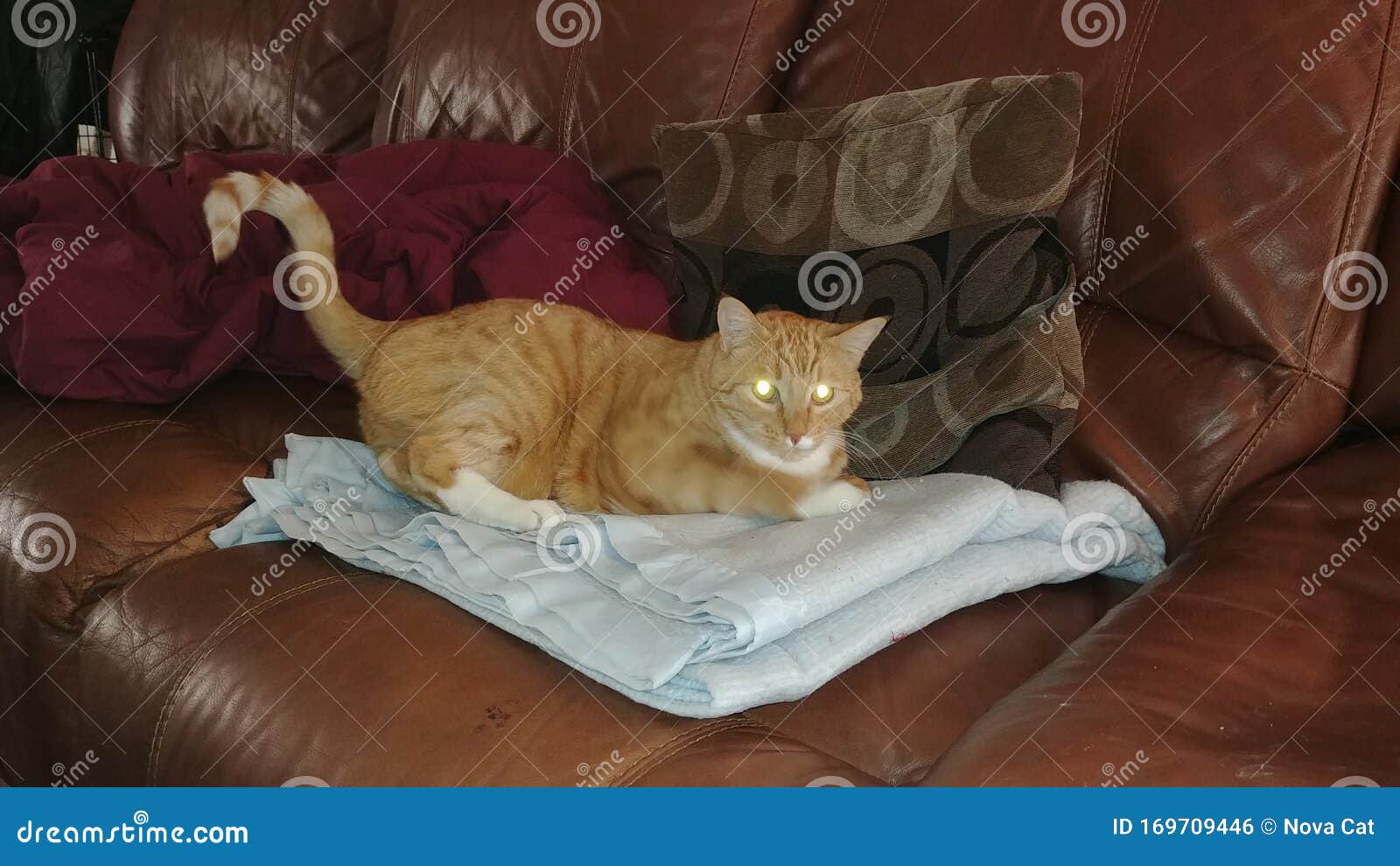 Supernova Action Cat stock photo. Image of supernova - 169709446