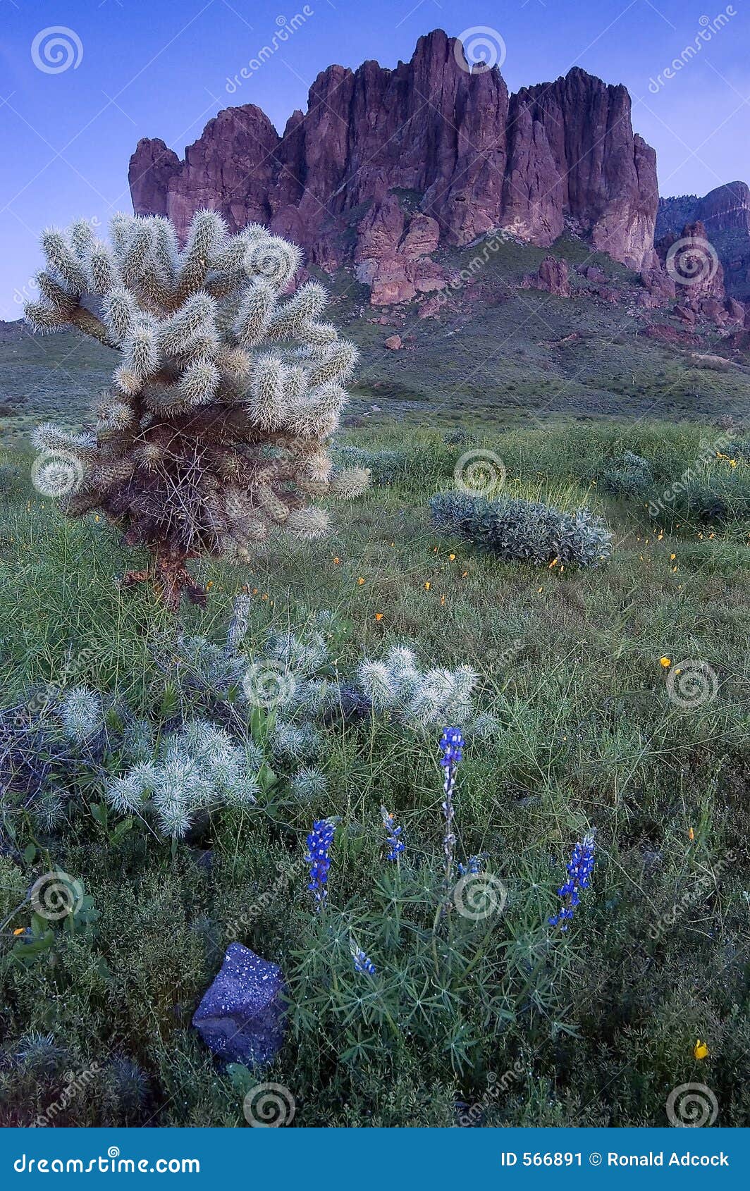 Superstition Mountain and Field of Wildflowers Stock Image - Image of ...