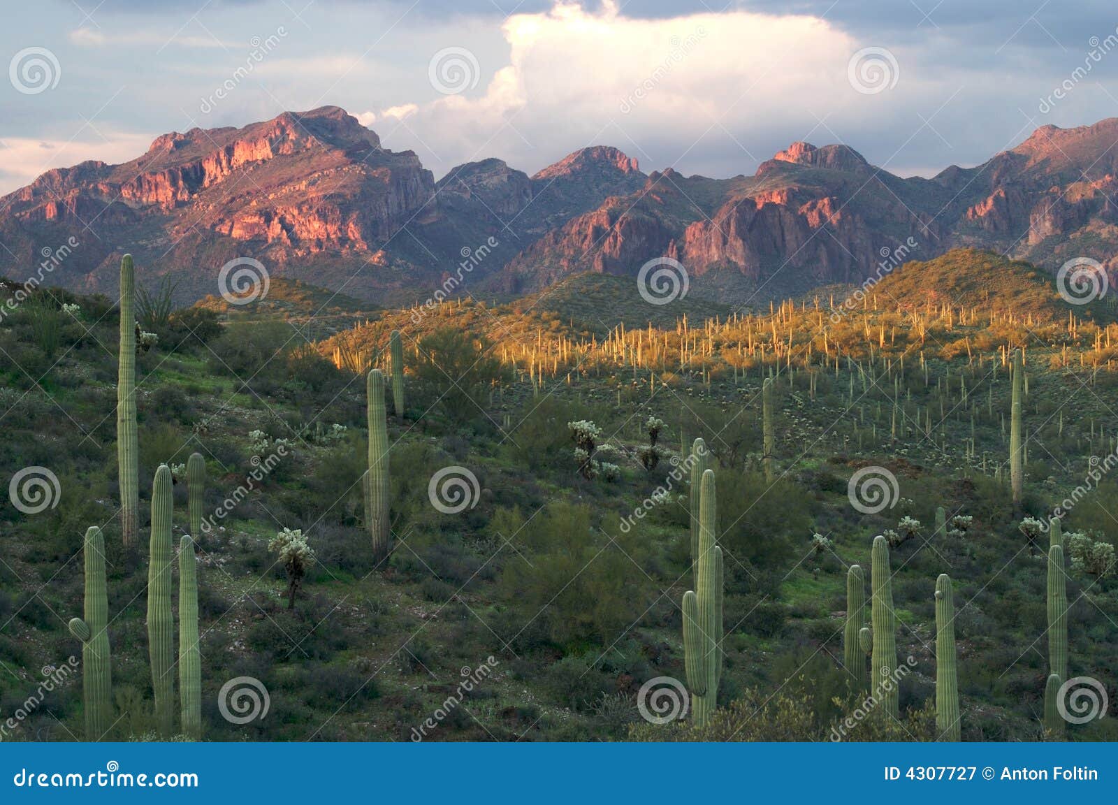 Superstition Wilderness stock image. Image of cholla, blue - 4307727