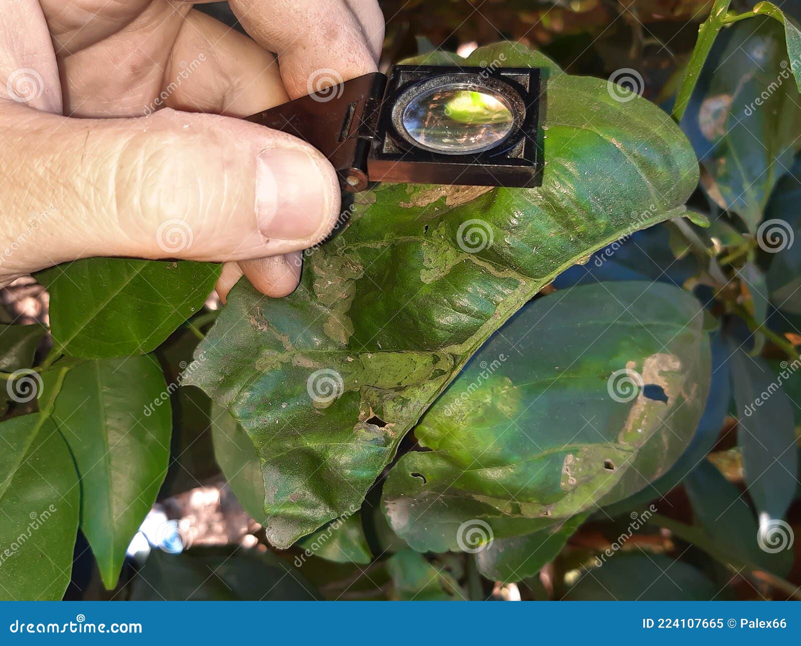 Supervisor Tests the Citrus Leaf Damaged by Moth Citrus Leafminer Stock ...