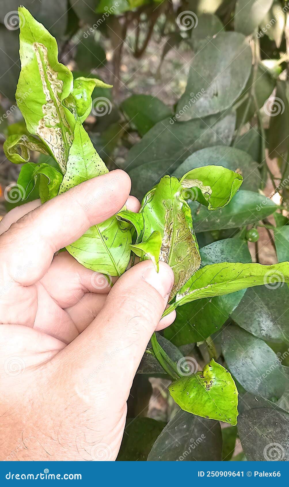 Supervisor Tests the Citrus Leaf Damaged by Moth Citrus Leafminer Stock ...