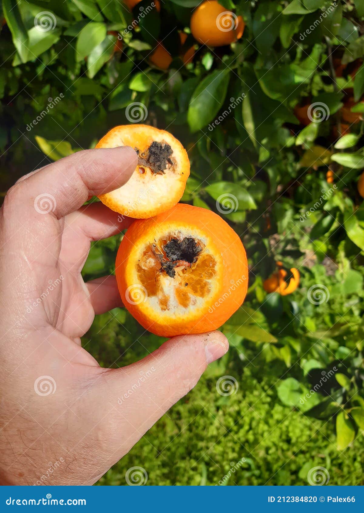 Codling Moth Larva, Cydia Pomonella Grub, Larva. Caterpillar Happily ...