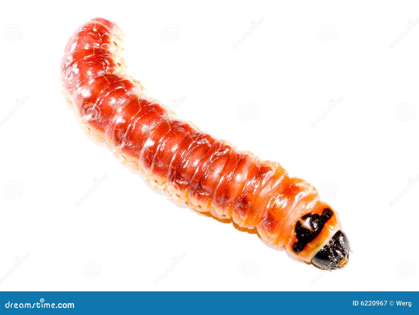 Superworm stock image. Image of disgusted, phobia, vermis - 6220967