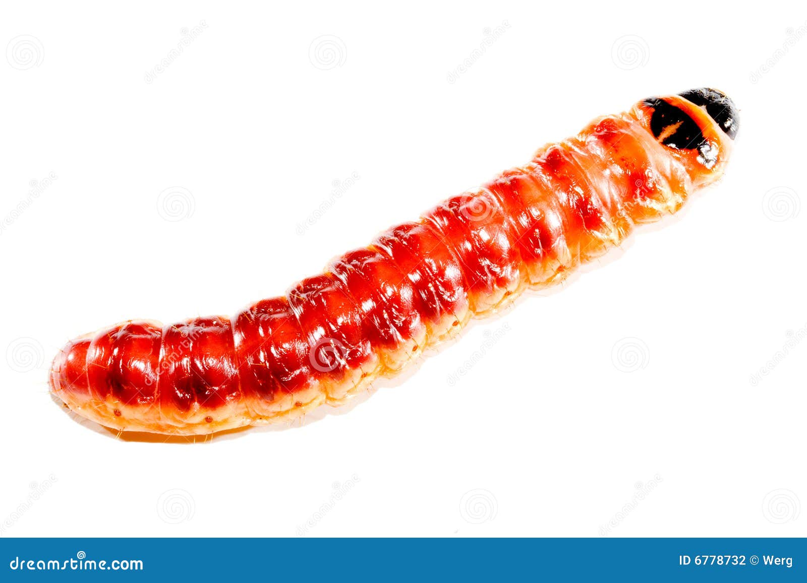 Superworm stock photo. Image of natural, horror, fright - 6778732