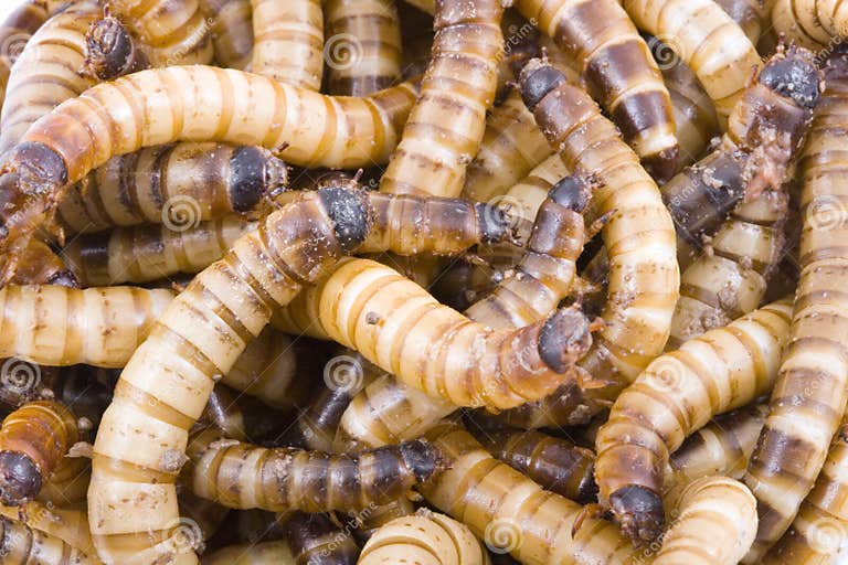 Superworms stock image. Image of shocking, fright, mealworm - 4188587