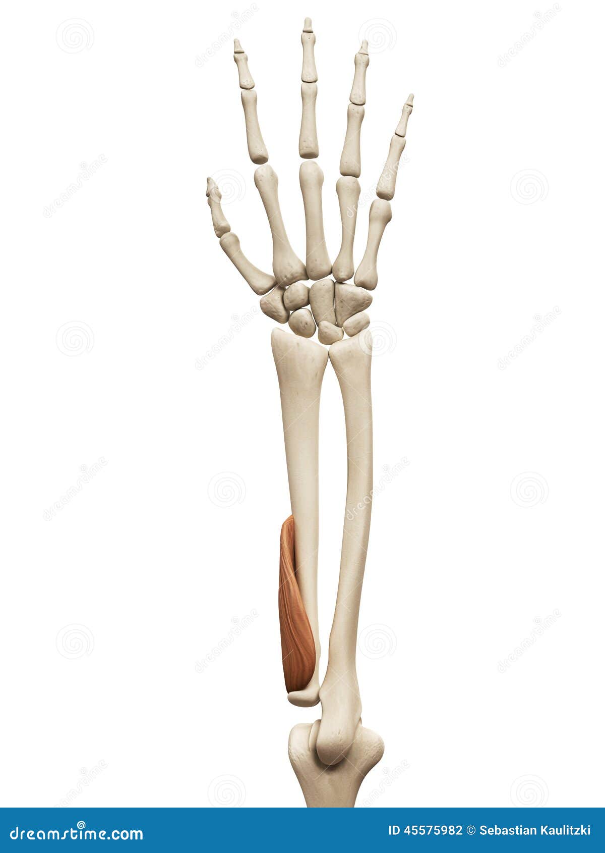 The supinator stock illustration. Illustration of graphic - 45575982