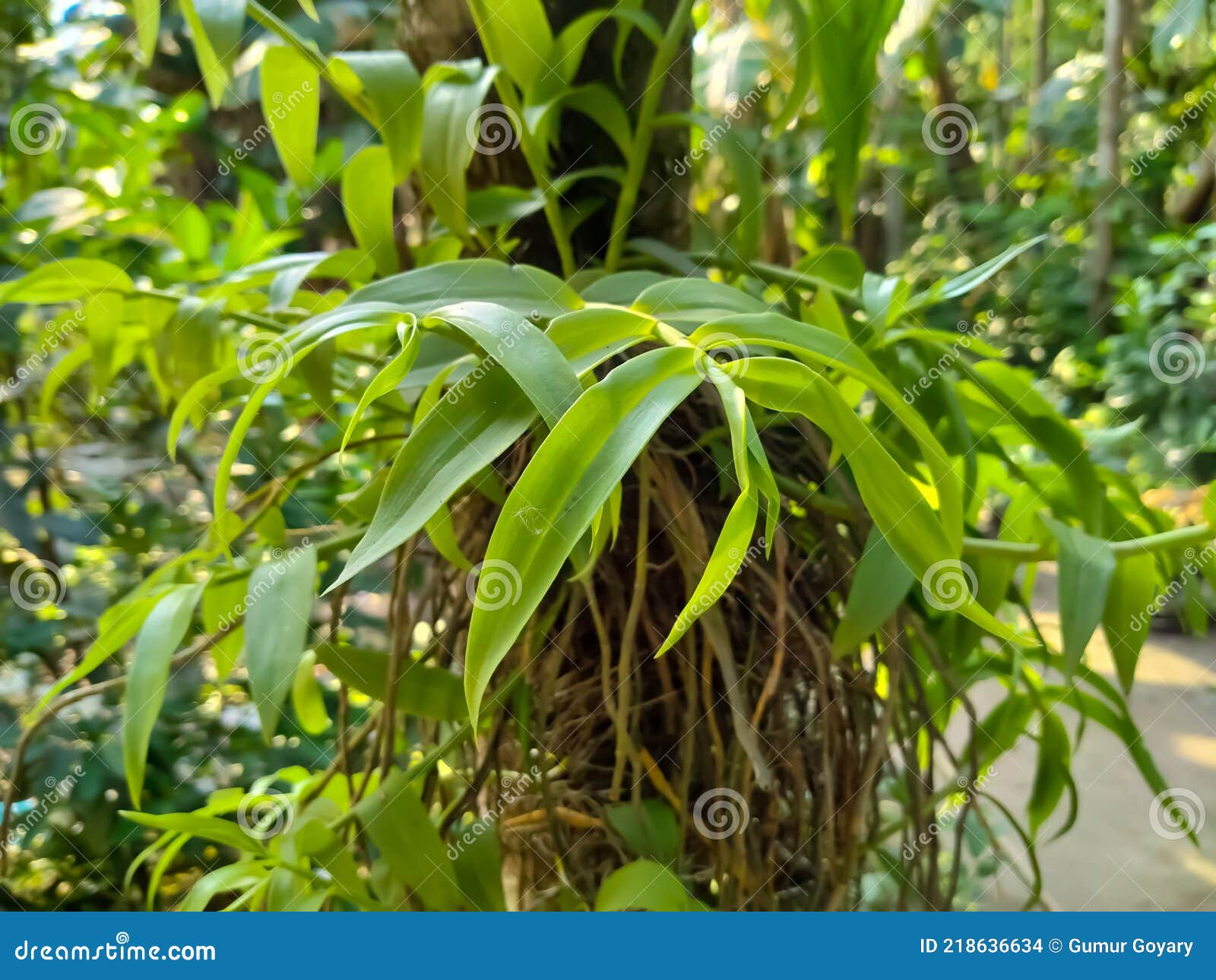 Supplejack Vine Stock Photos - Free & Royalty-Free Stock Photos from ...