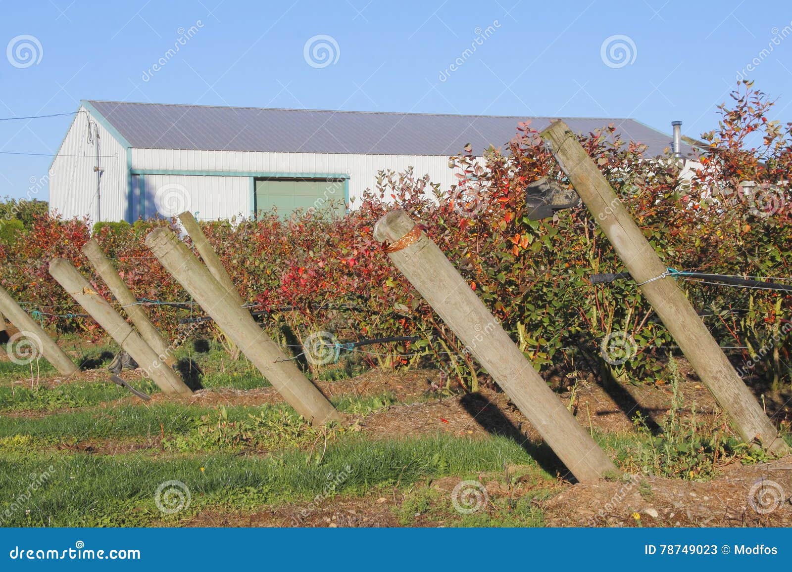 Support for Blueberry Crop stock image. Image of wooden - 78749023