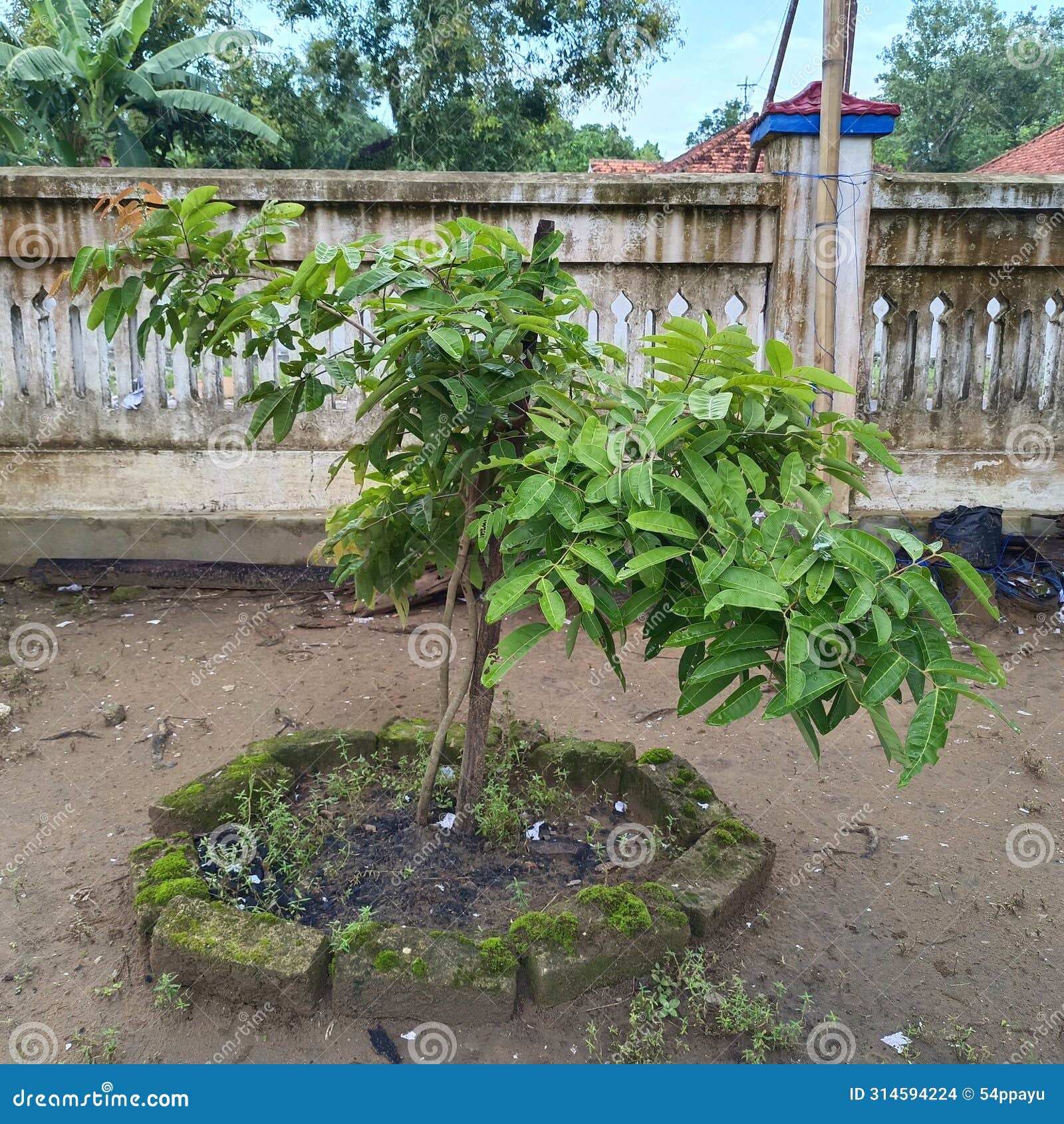 Support Instalation for Rambutan Tree& X27;s Weak Trunk Stock Photo ...
