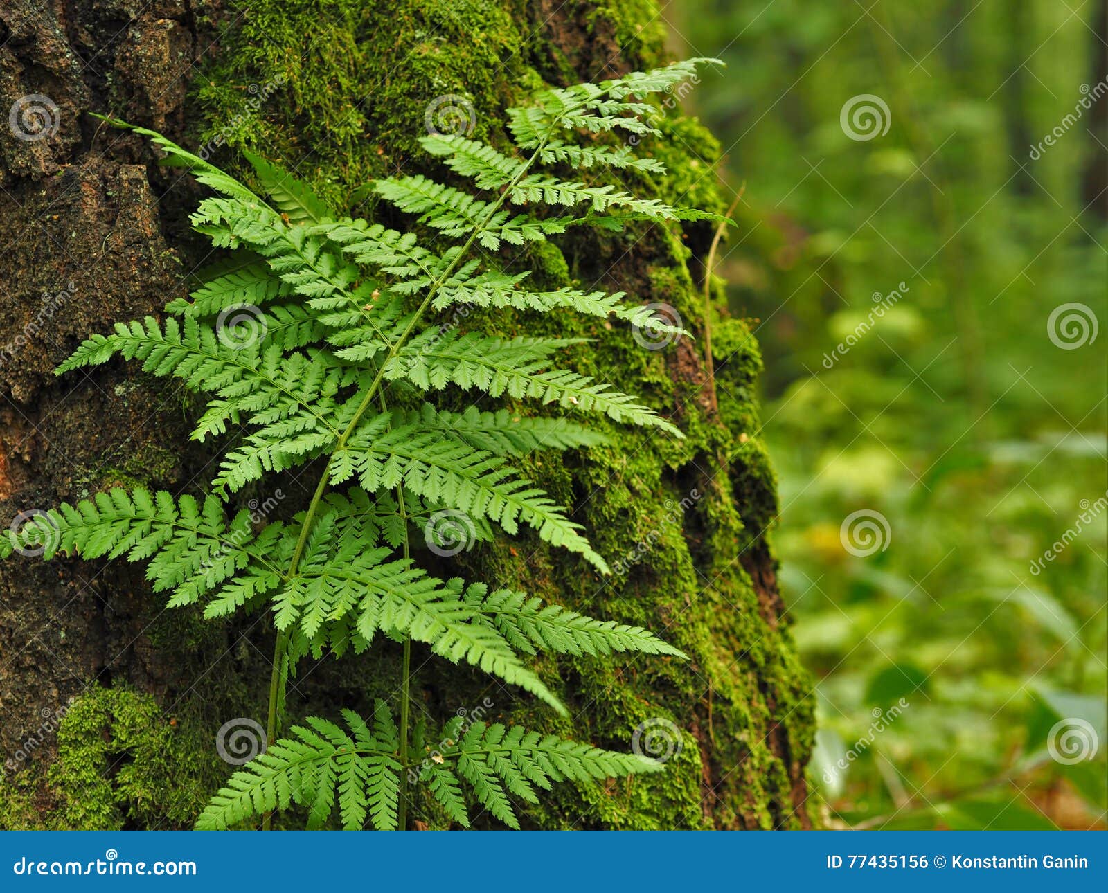 Support weak friend stock photo. Image of forest, small - 77435156