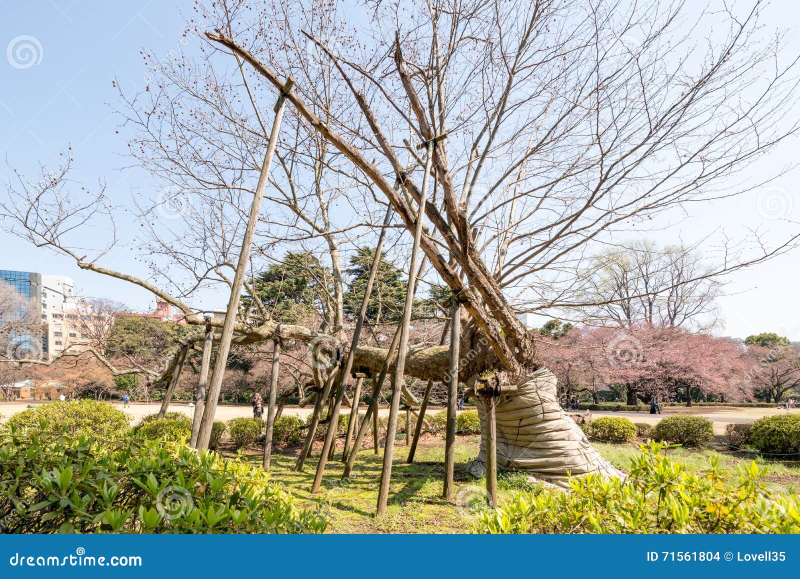 Supported old tree stock photo. Image of aged, supported - 71561804