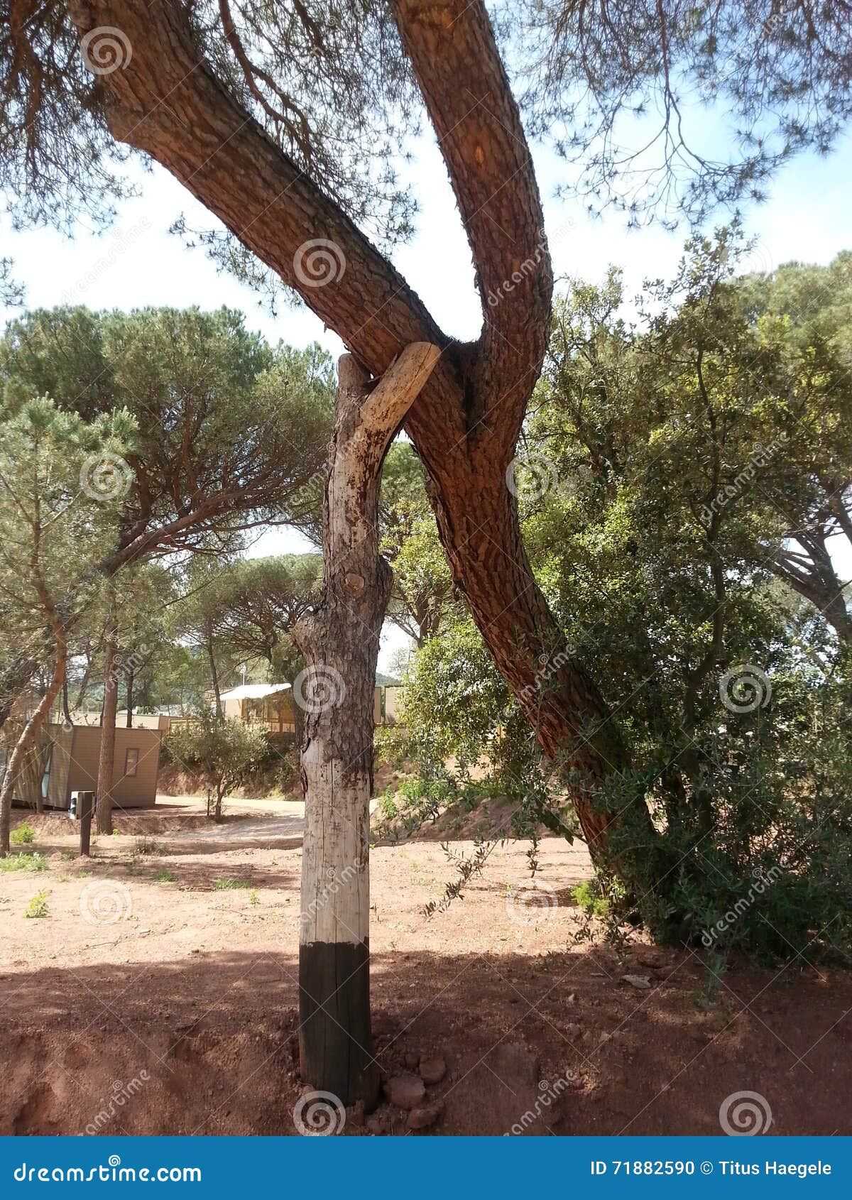 Supported tree stock photo. Image of france, supported - 71882590