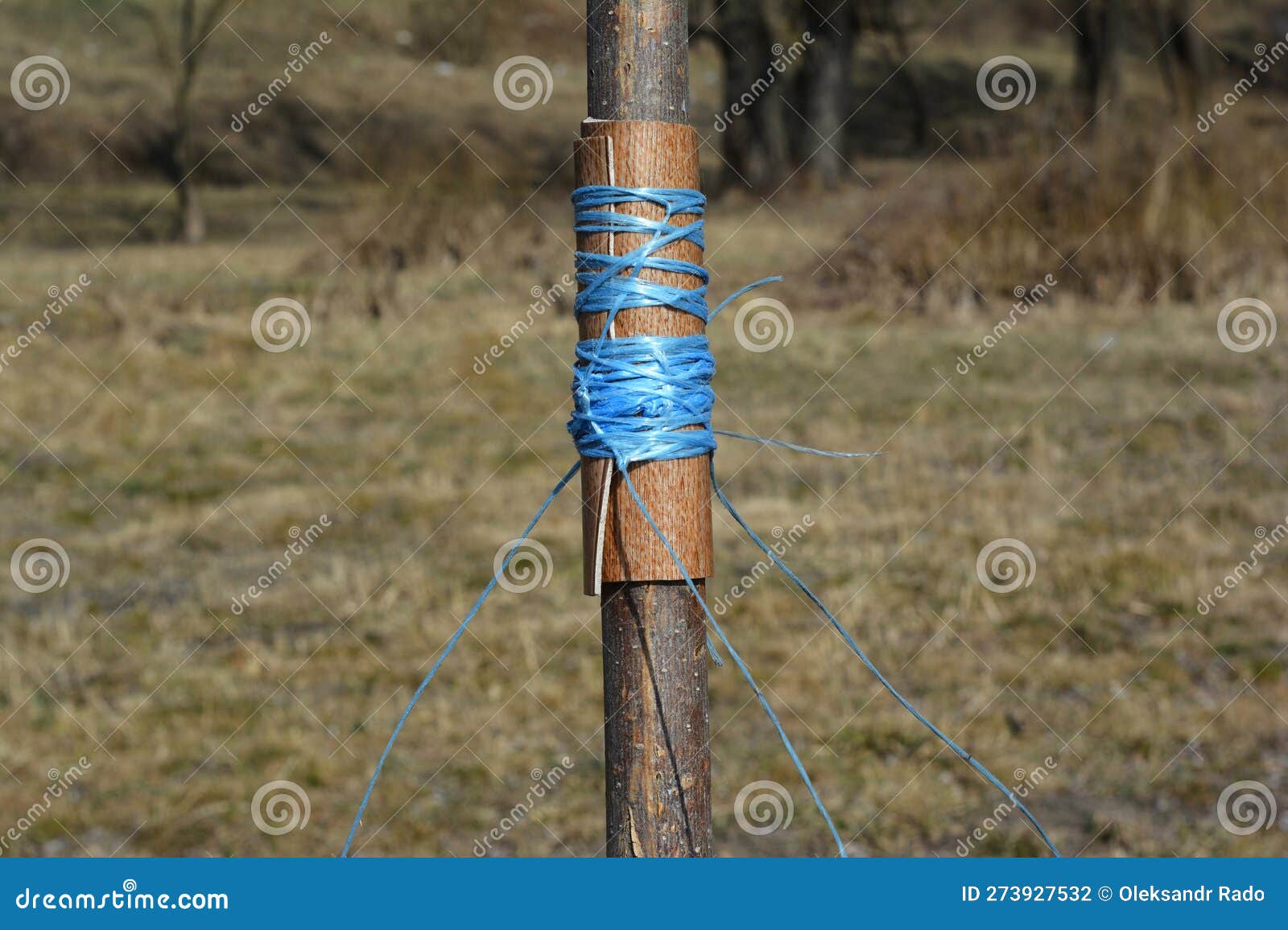 Supporting a Tree Trunk with Stakes and Bark Protection from Ropes To ...