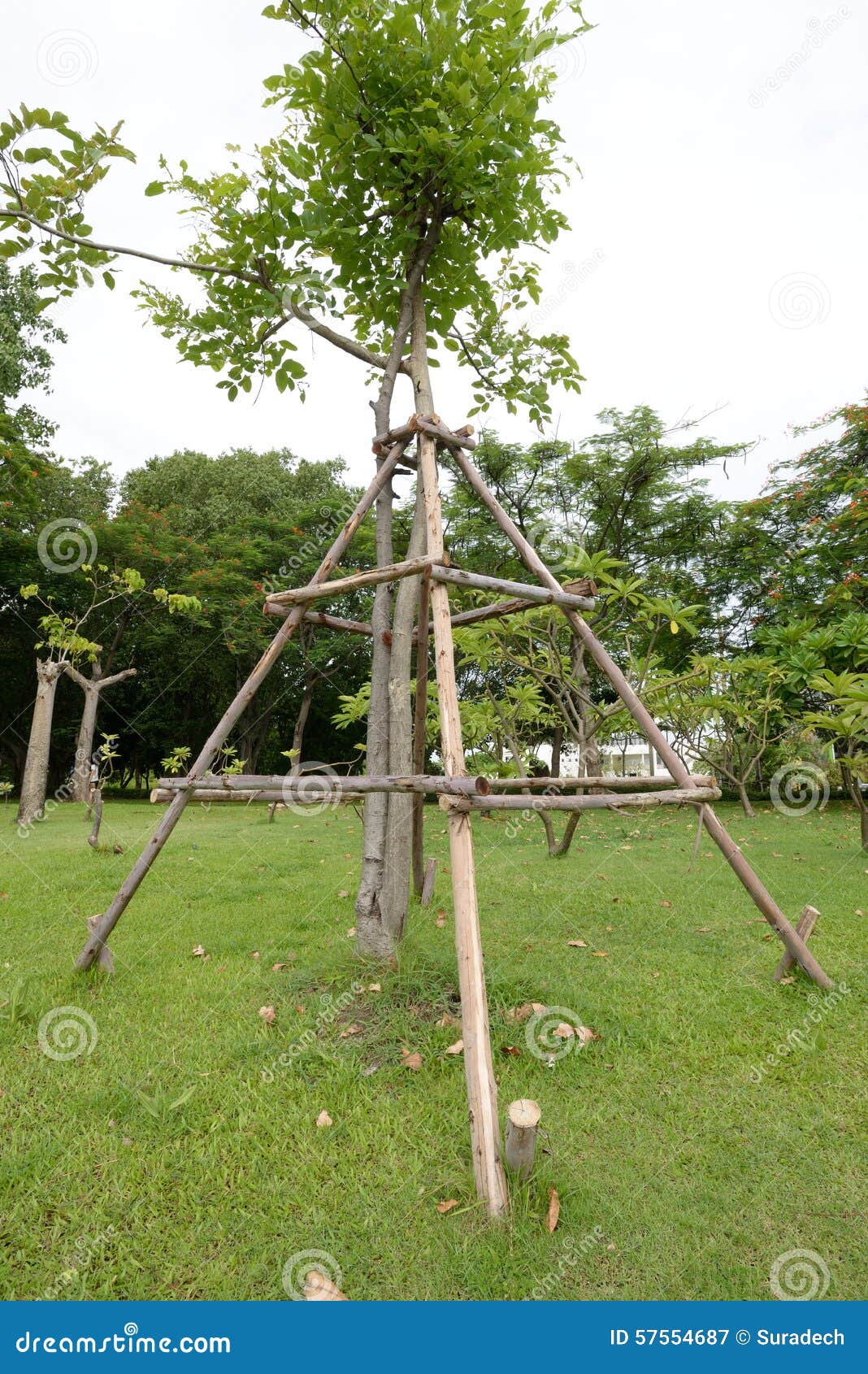 Supporting of young tree stock image. Image of shade - 57554687