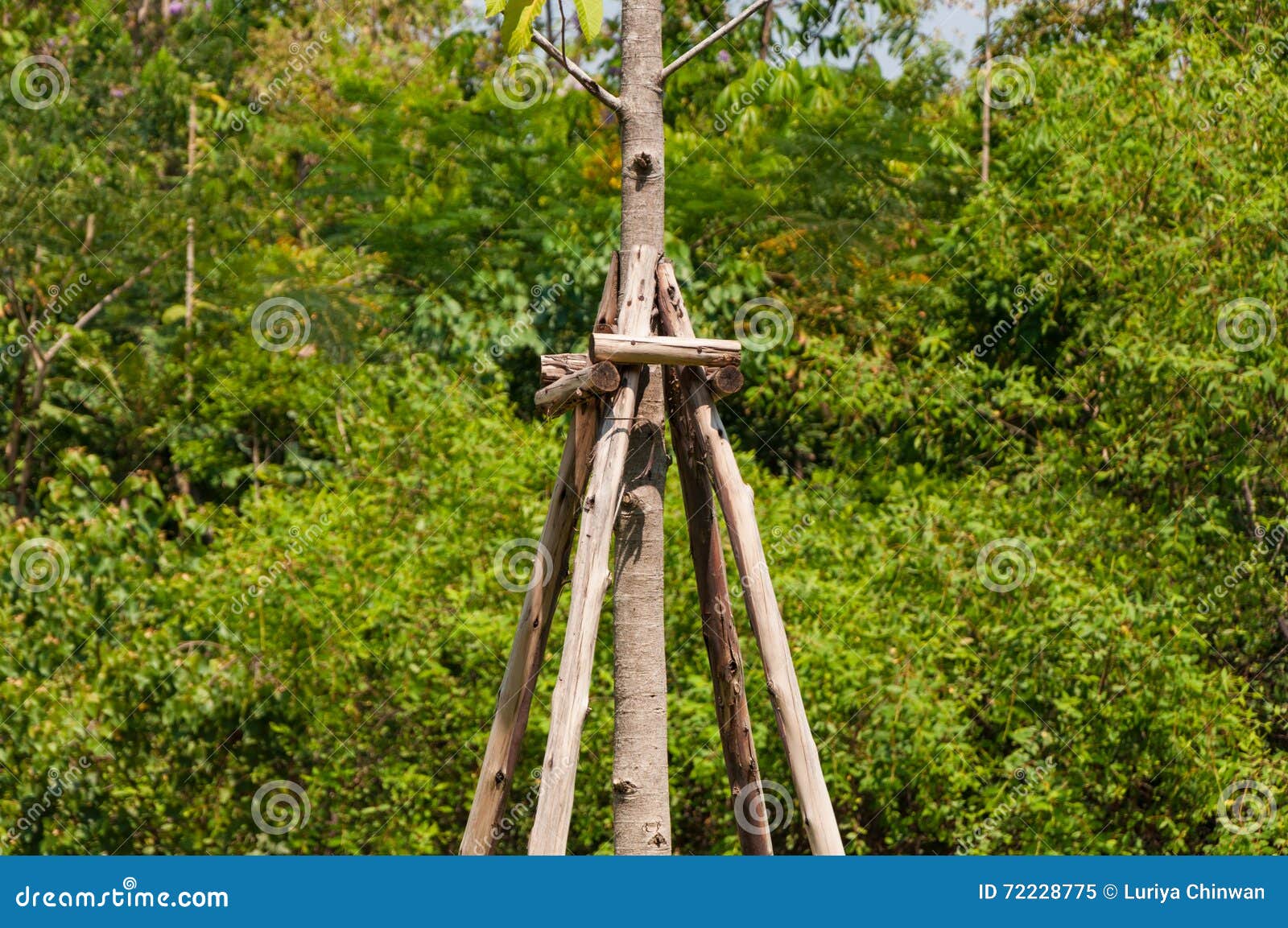 Supporting of Young Tree from Wind in Garden Stock Image - Image of ...