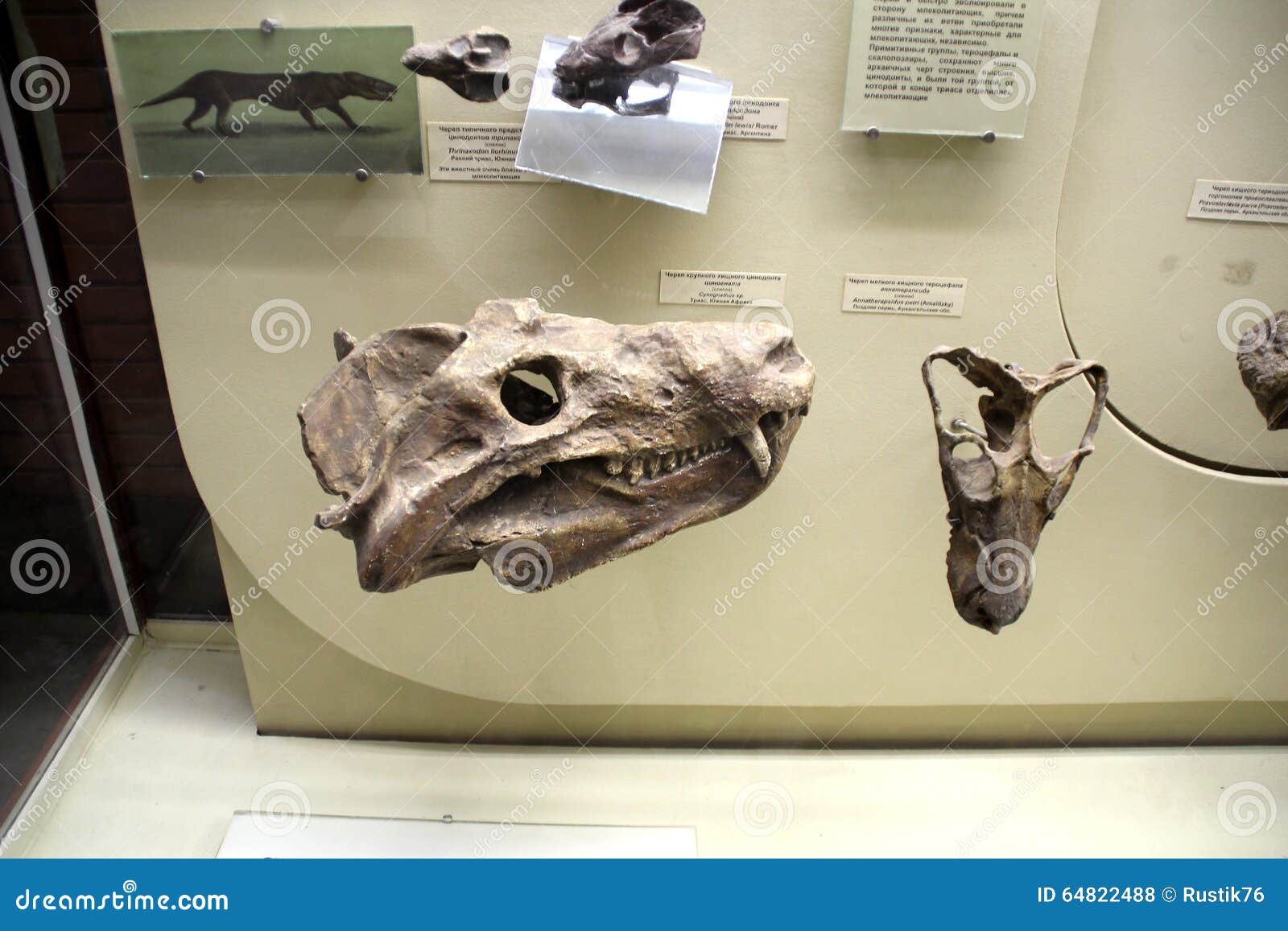 Supporto Con Il Cranio Cynodont Predatore Cynognathus Fotografia Stock ...