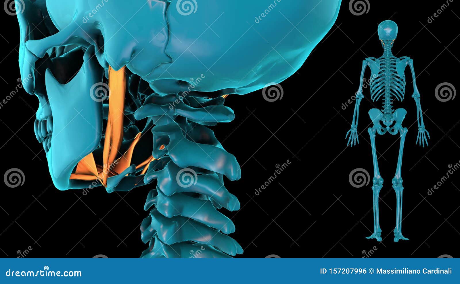 Suprahyoid Muscle - 3D Model Stock Footage - Video of carpi, facial ...