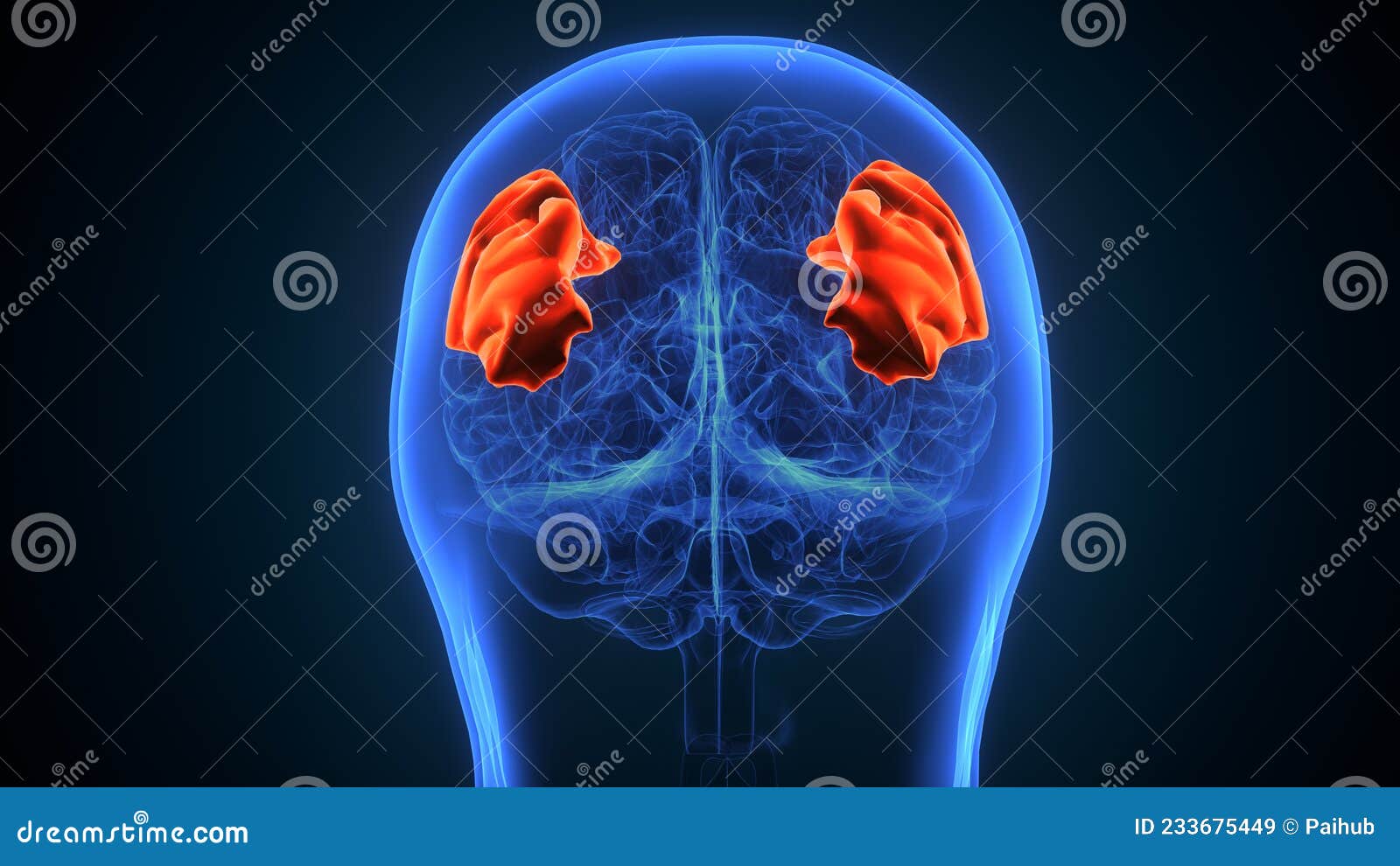 3d Illustration of Human Brain Supramarginal Gyrus Anatomy Stock ...