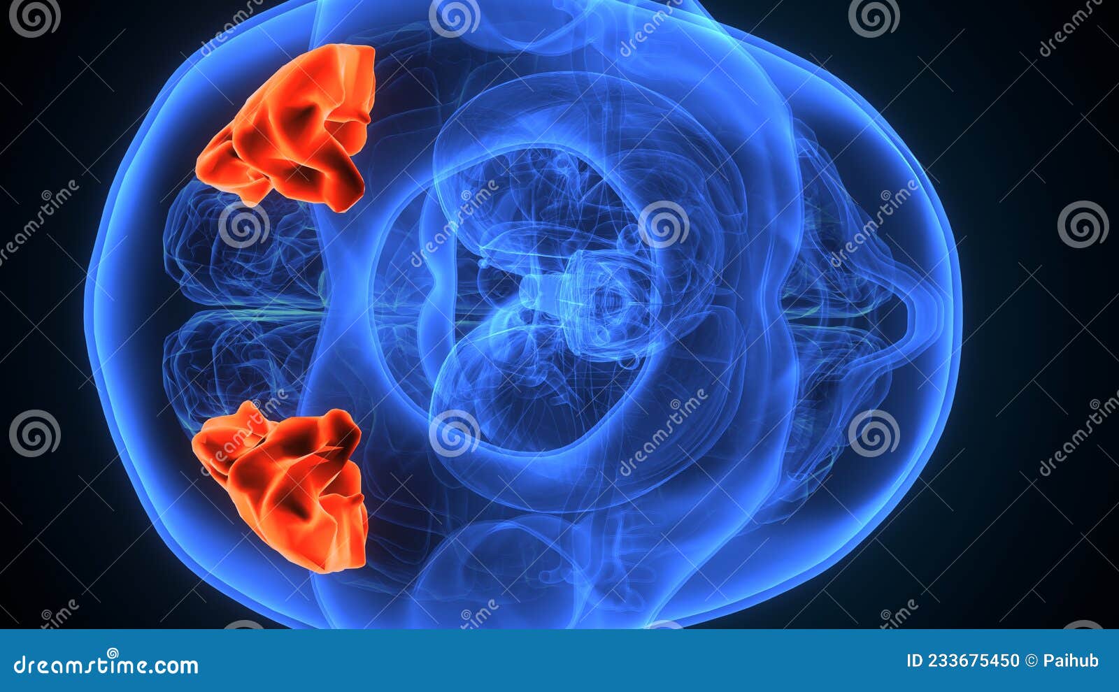 3d Illustration of Human Brain Supramarginal Gyrus Anatomy Stock ...