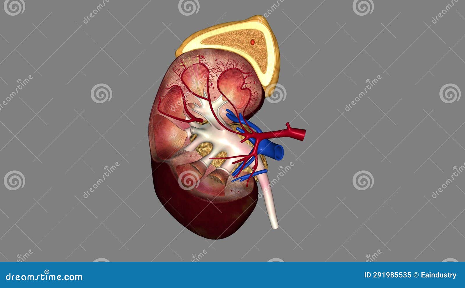 Suprarenal Gland, Adrenal Gland Stock Video - Video of treatment, pain ...