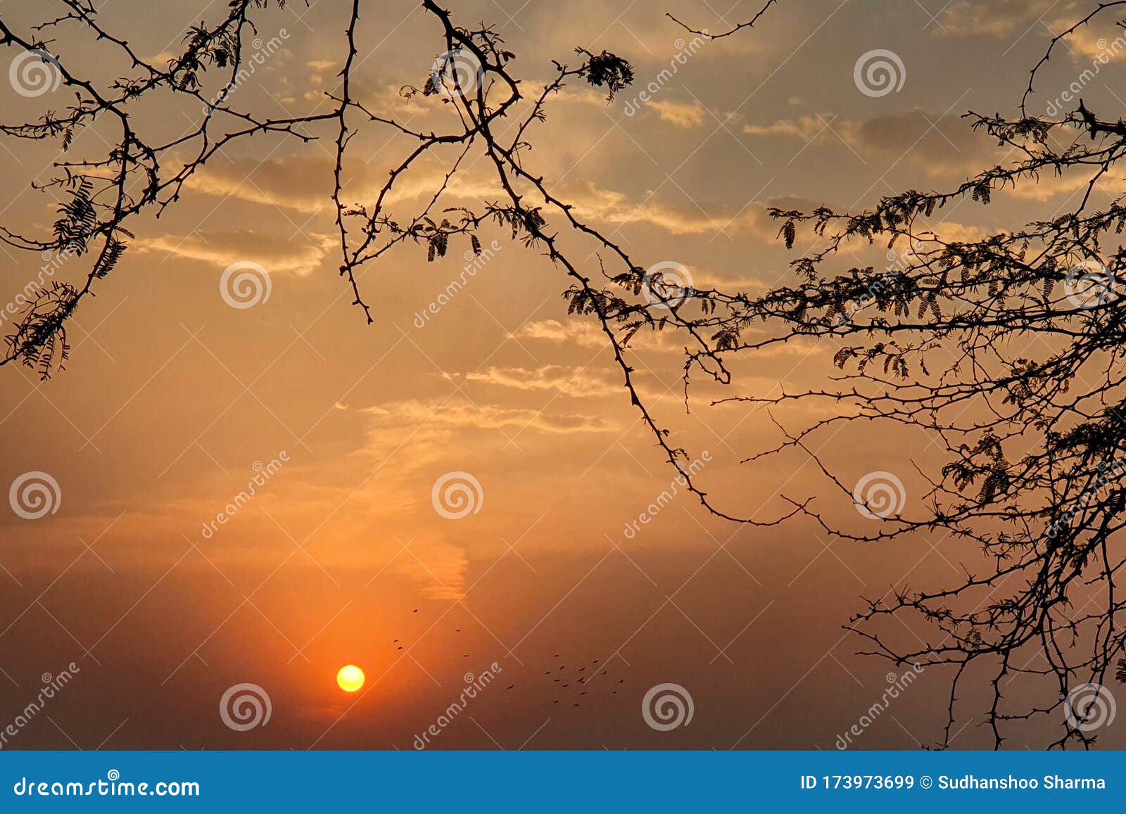 Sur rise with tree stock image. Image of flying, rise - 173973699