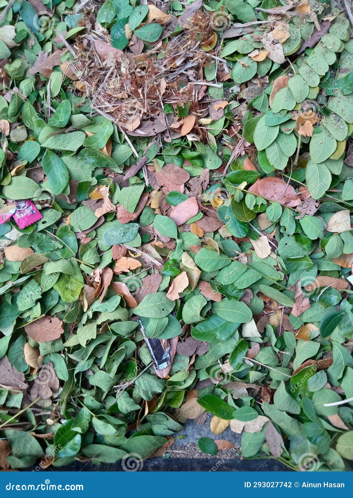 SURABAYA, October 08, 2023. the LEAVES FELL in the STRONG Stock Photo ...