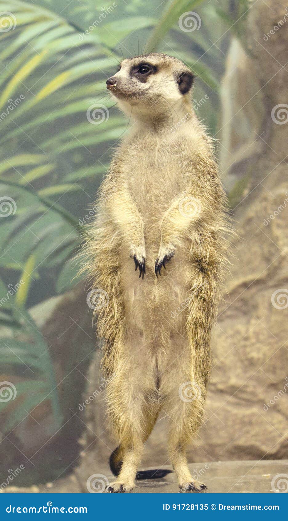 The Surakat stock image. Image of surikatwatch, animal - 91728135