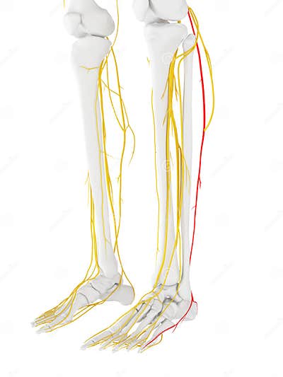The sural nerve stock illustration. Illustration of body - 101294969 The sural nerve stock illustration. Illustration of body - 101294969