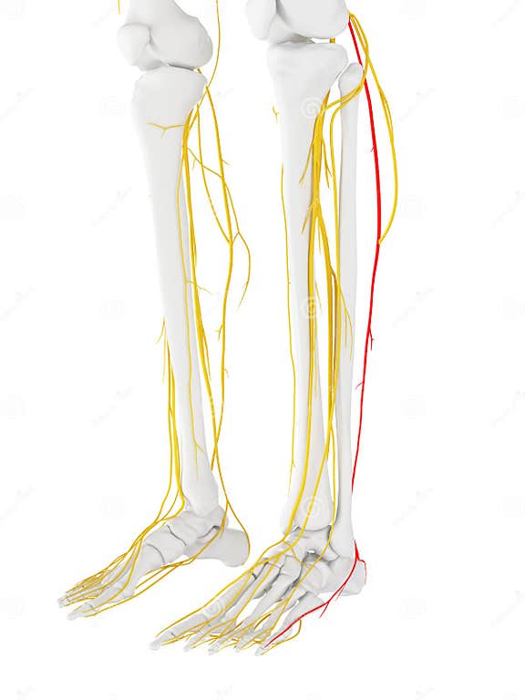The sural nerve stock illustration. Illustration of body - 101294969