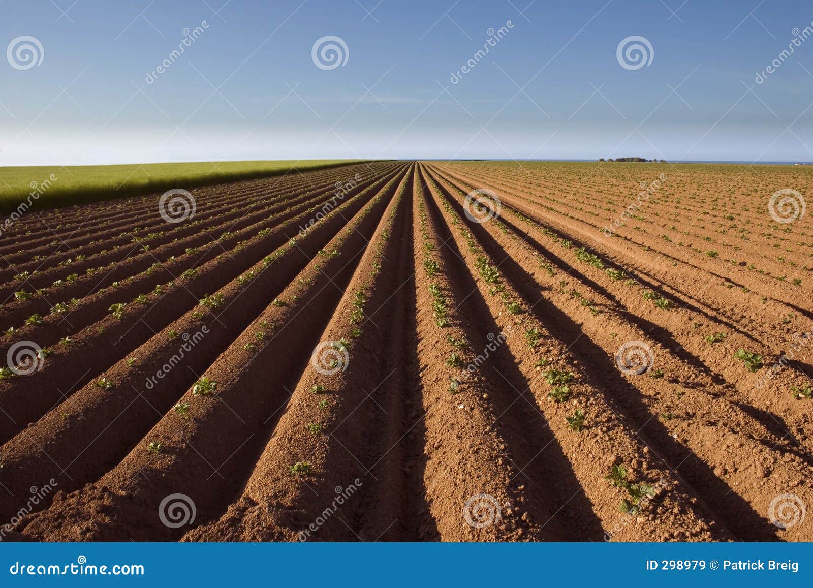 Surcos imagen de archivo. Imagen de sombras, patata, horizonte - 298979
